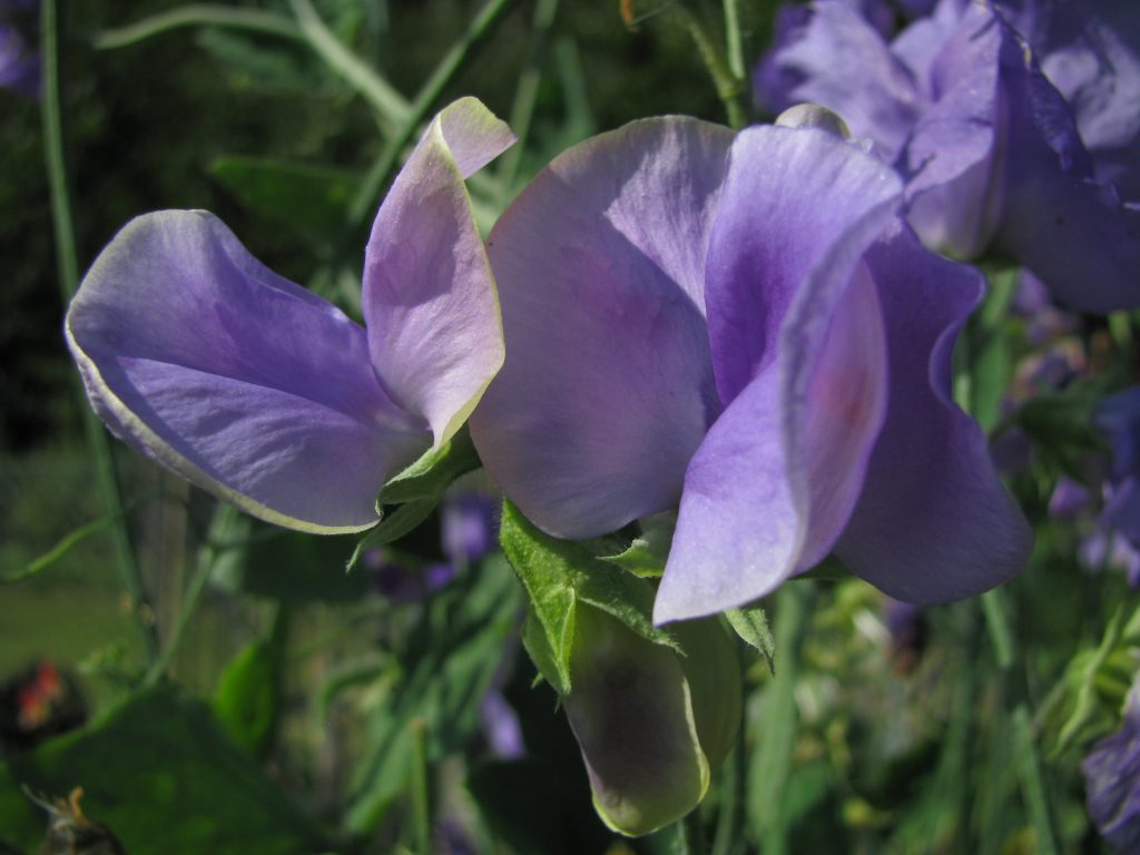 Wicken - Die Königinnen der Einjährigen