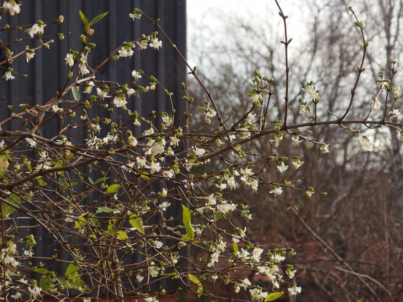 Sträucher, die im Vorfrühling blühen